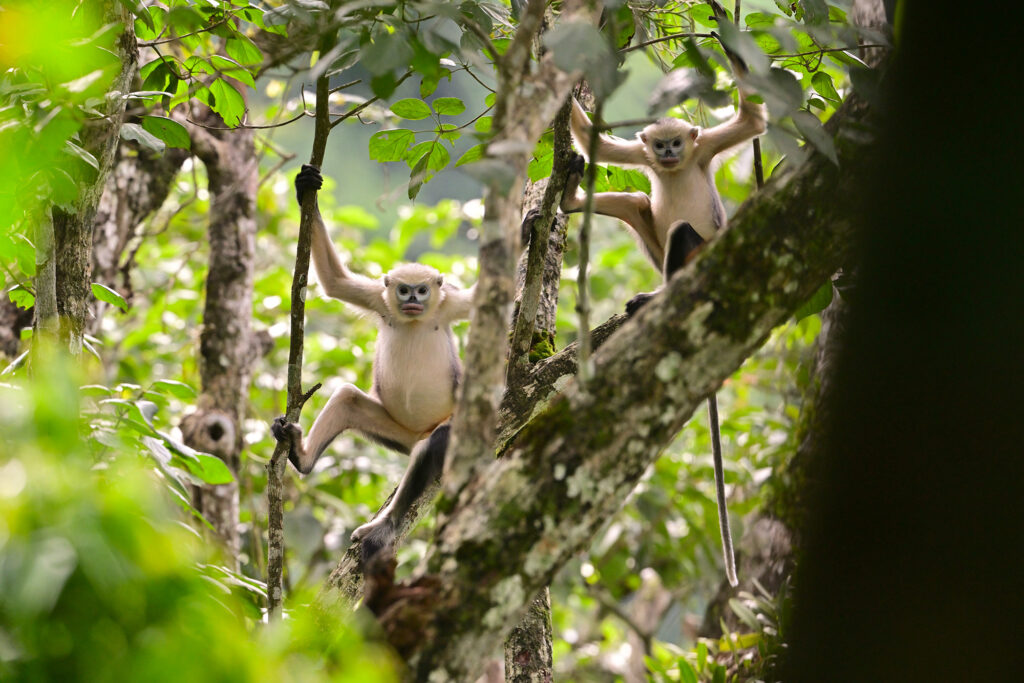 Conserving the critically endangered Tonkin snub-nosed monkey in ...