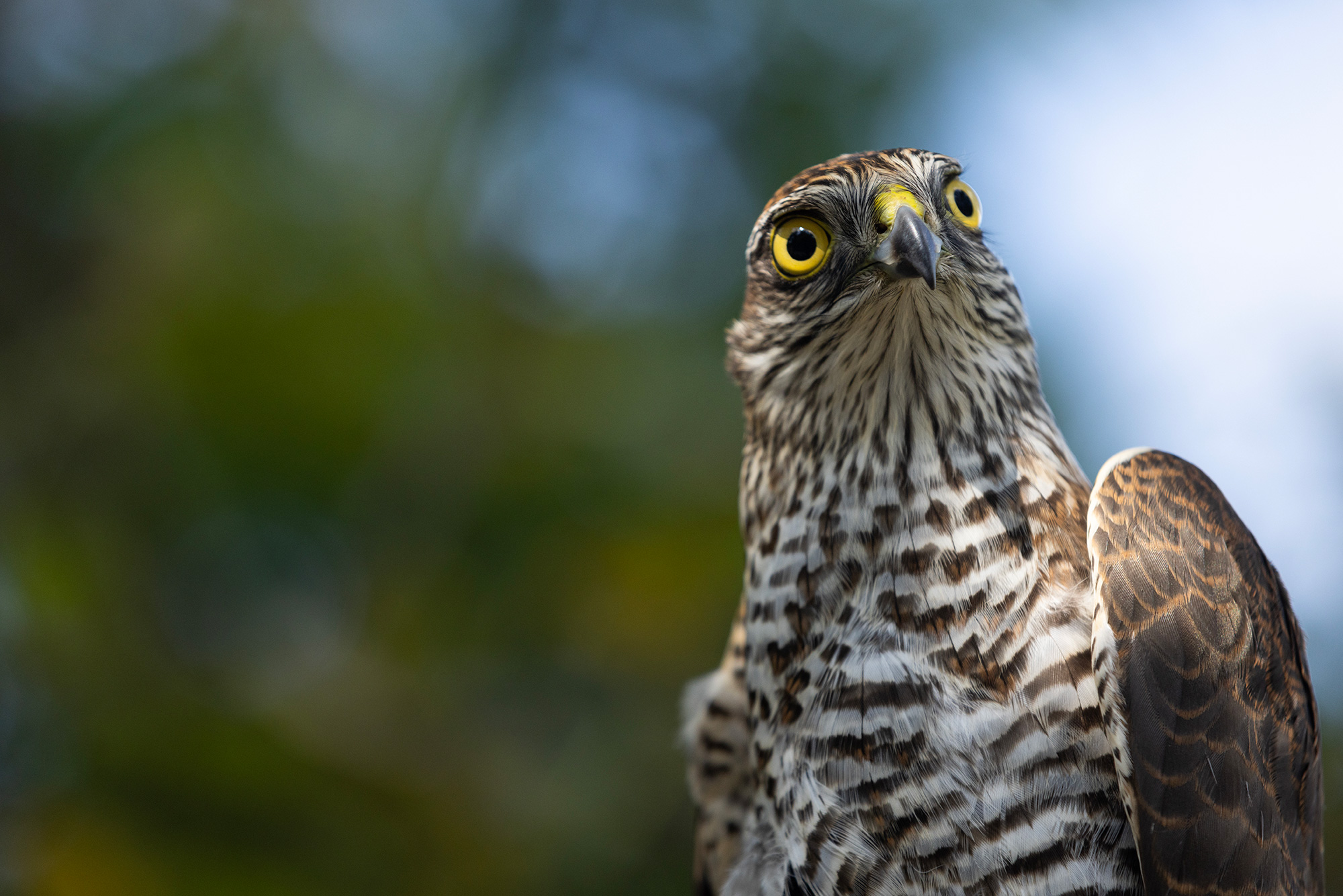 Supporting the conservation of raptors in Georgia and the protection of ...