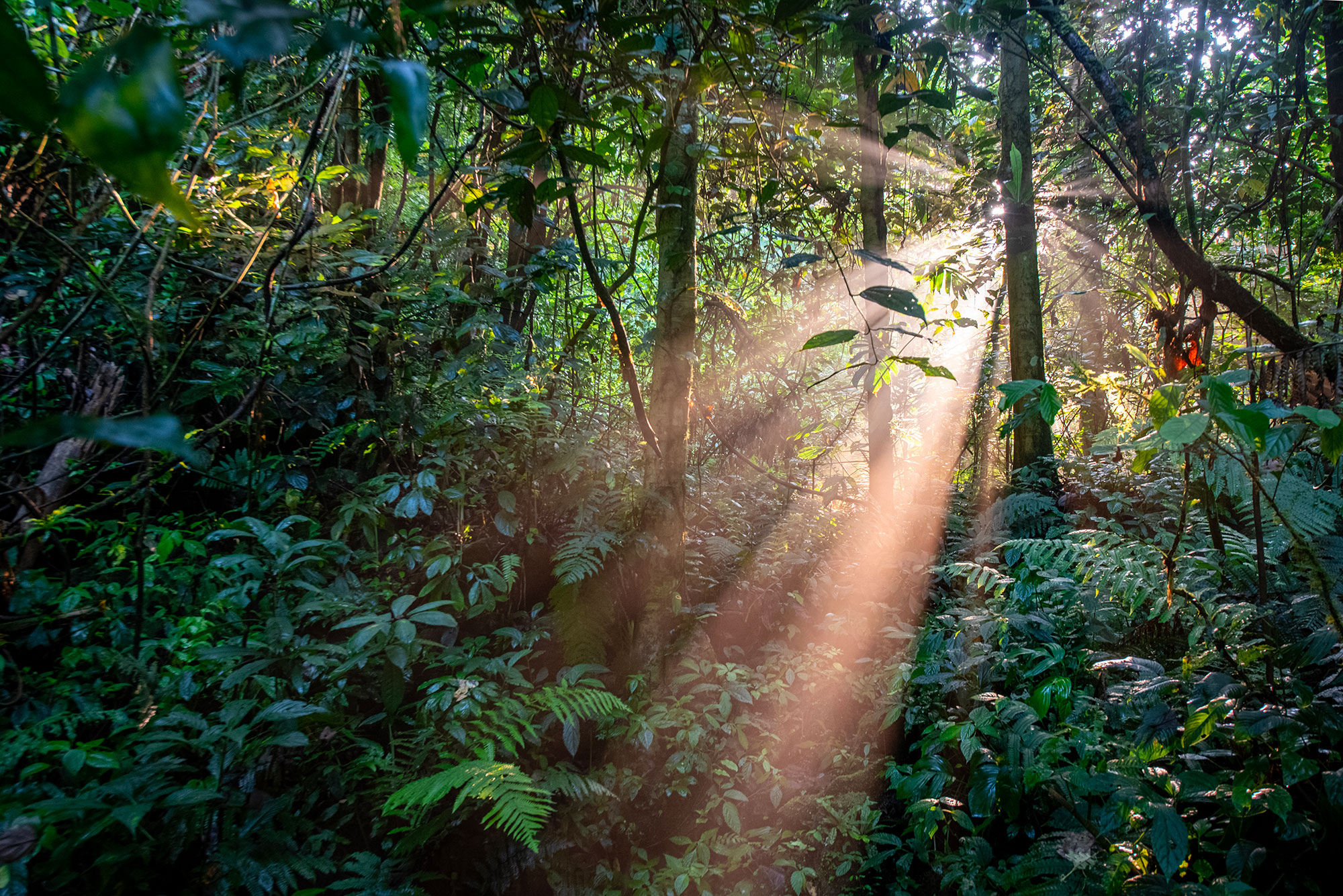 Preserving the critically endangered Tonkin snub-nosed monkey in ...