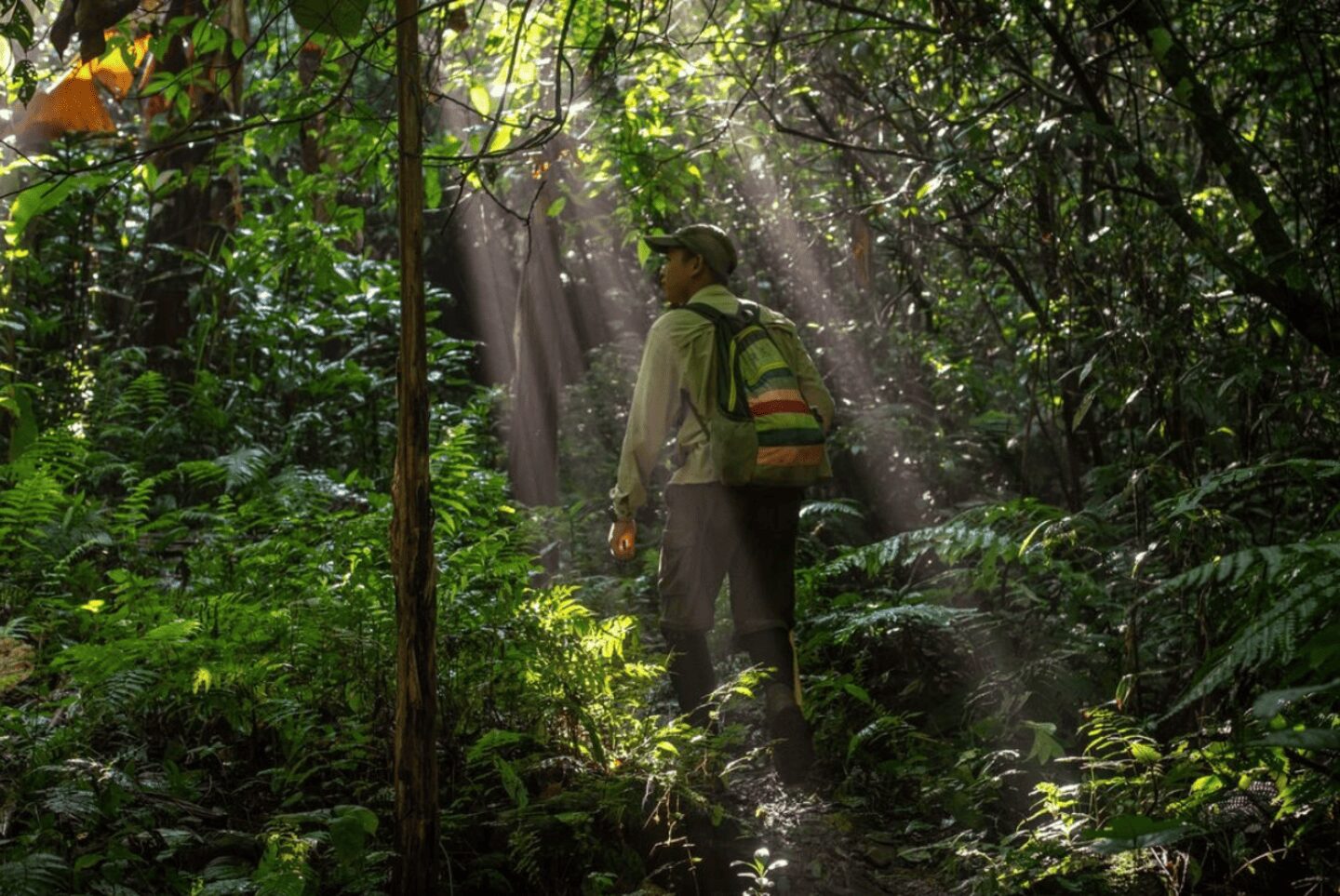 Partnering with Fauna & Flora in Protecting Wildlife | The Nando and ...