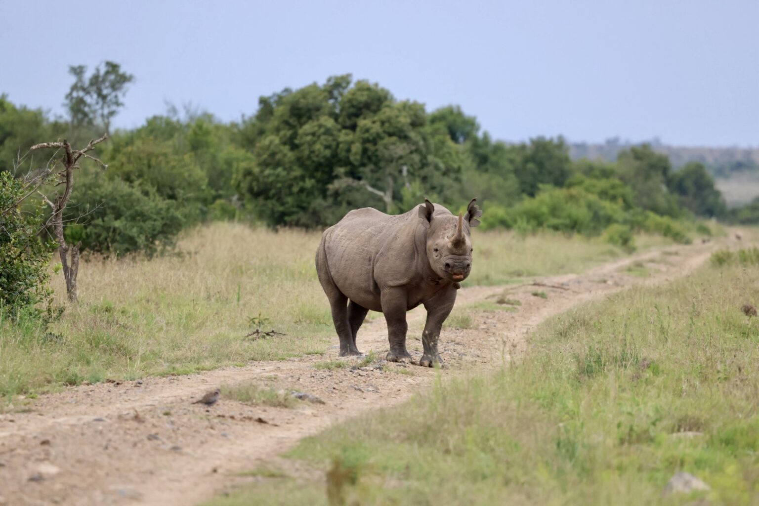 Supporting the ZEITZ Foundation in protecting critically endangered ...